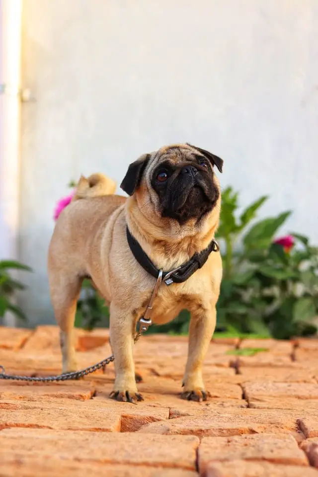 Pug [GUIA DE RAÇAS 2021] - Cachorro em Casa